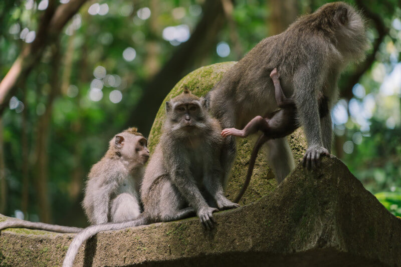 Primates. Nuestro hábitat ancestral impulsó nuestra evolución ...